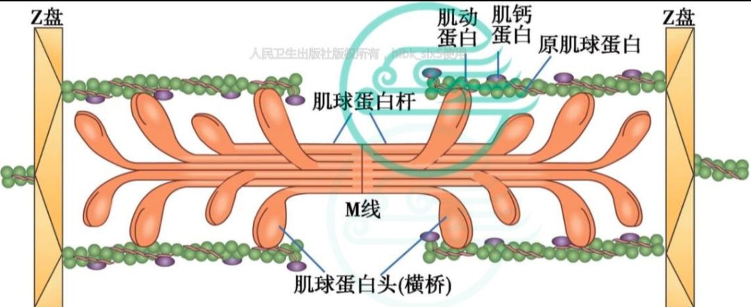 人体解剖生理学——肌肉的收缩功能|“朝闻道”知识分享大赛-CSDN社区